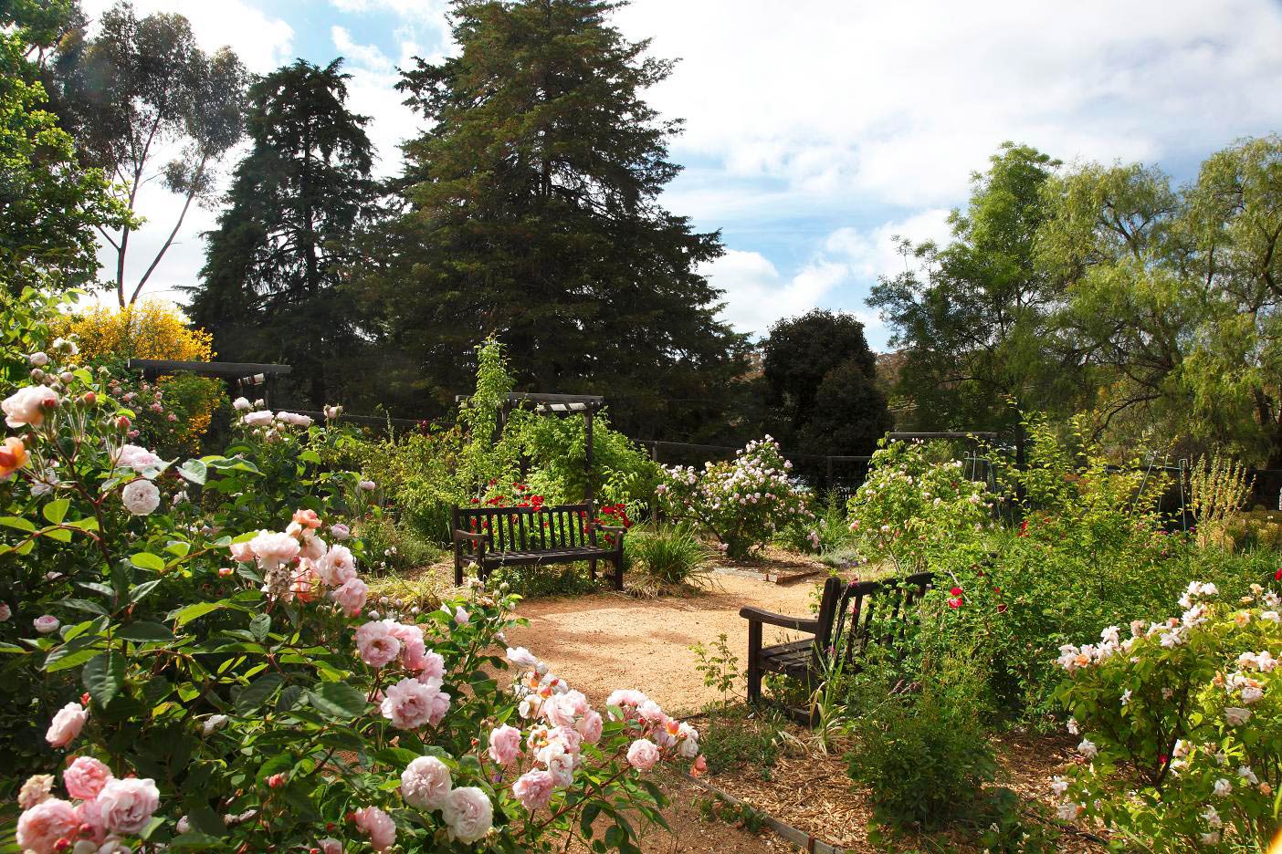 Buda Castlemaine | The Garden