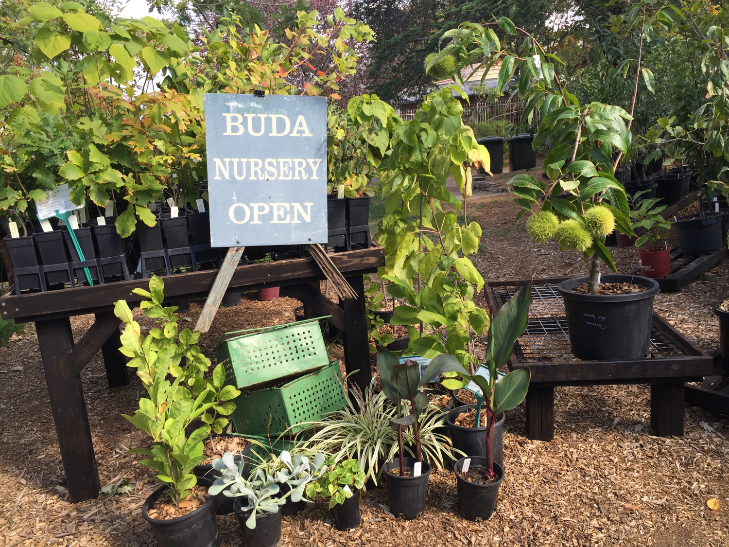 Buda Castlemaine | Nursery